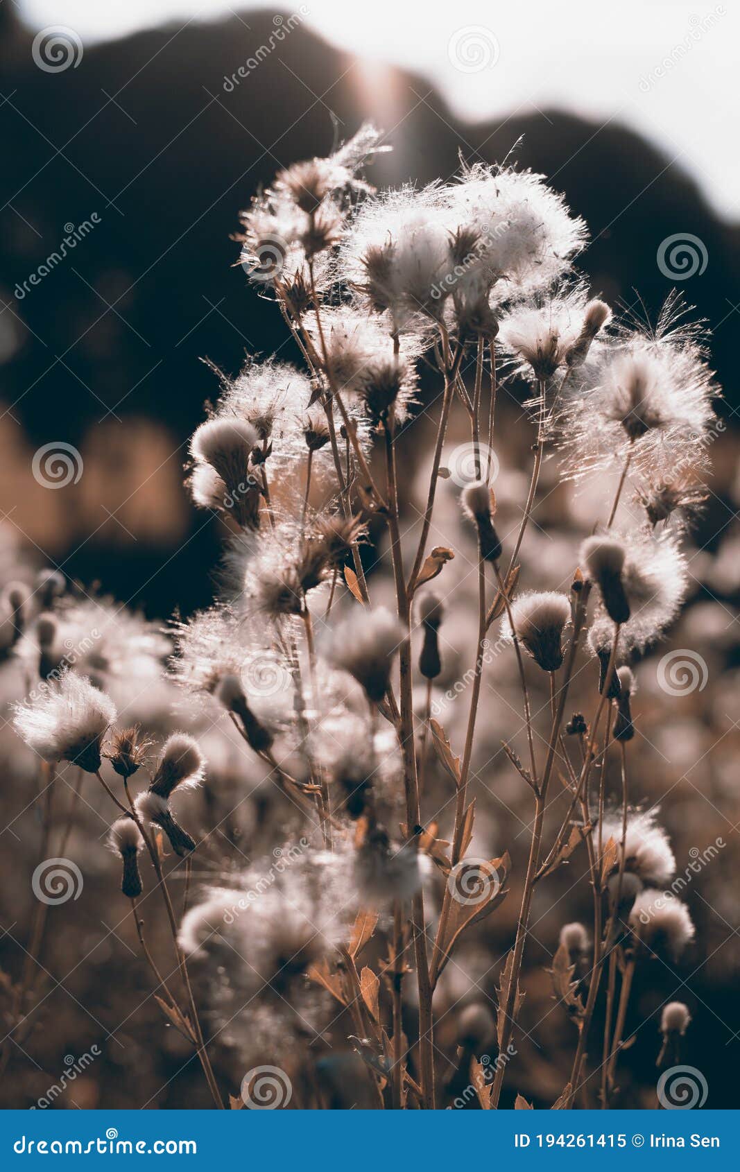 Flowers and Grass in Autumn, Ginger and Blue, Sepia Tone Stock Image ...