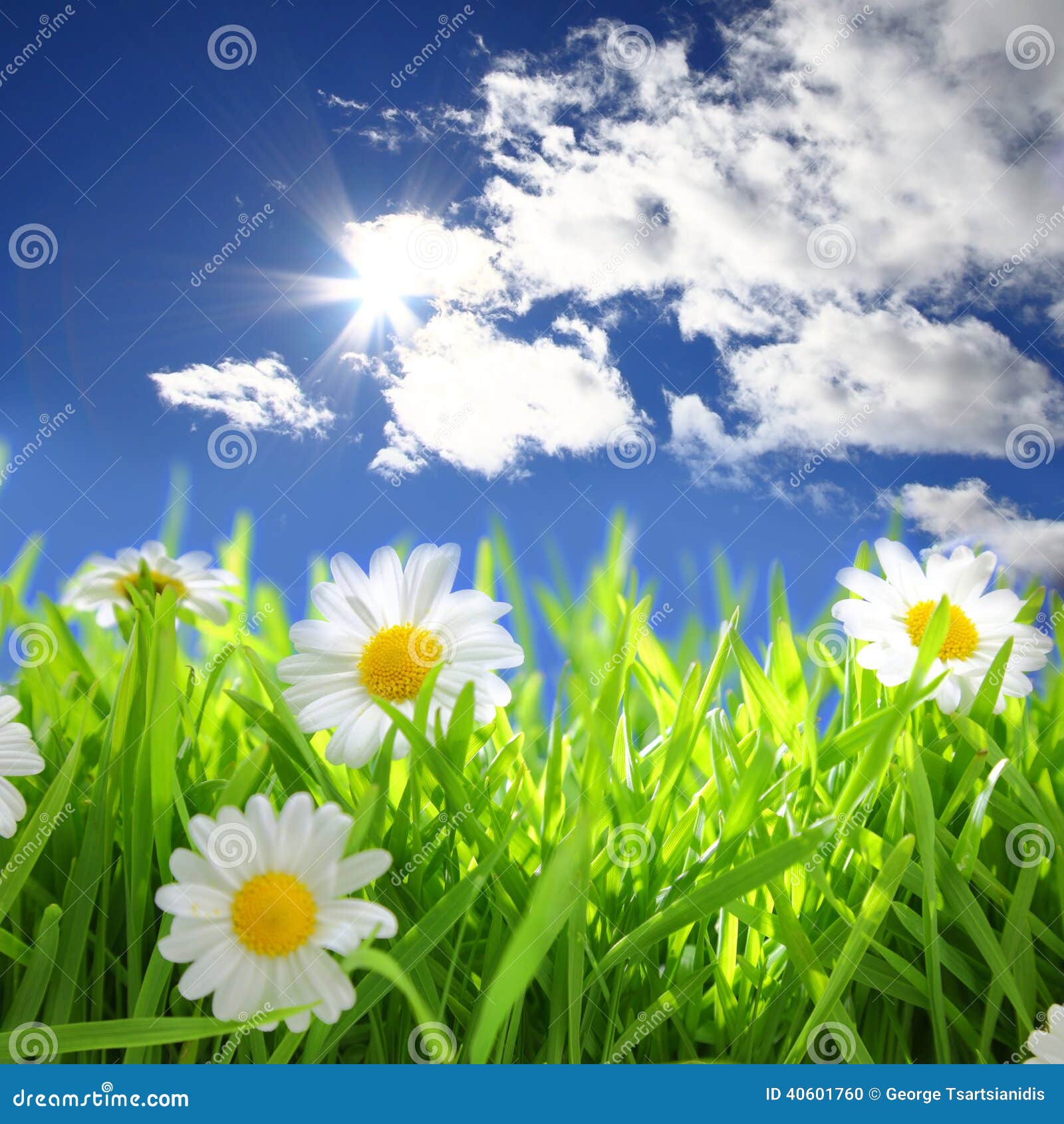 Flowers with Grassy Field on Blue Sky Stock Photo - Image of earths ...