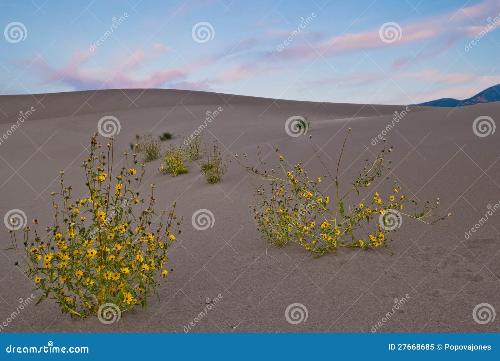 Flowers in the Great Sand Dunes National Park Stock Image - Image of ...