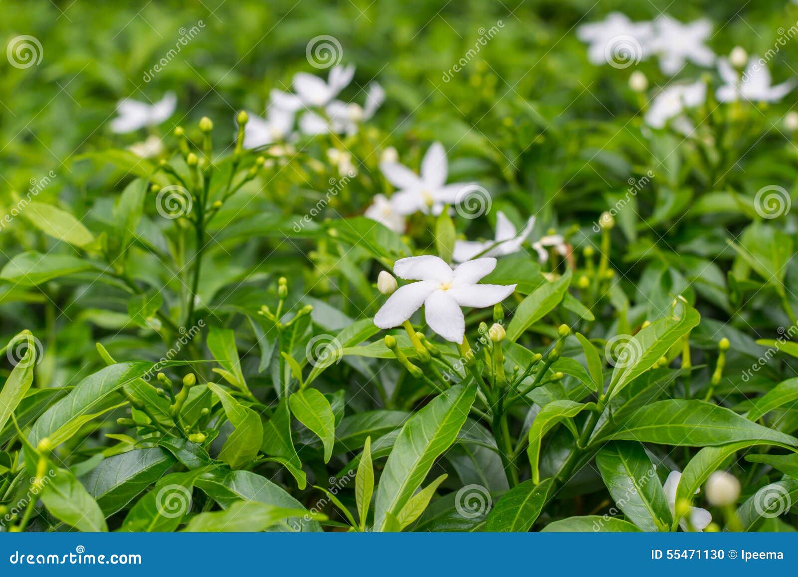 Flowers and green bush stock photo. Image of summer, leaf - 55471130