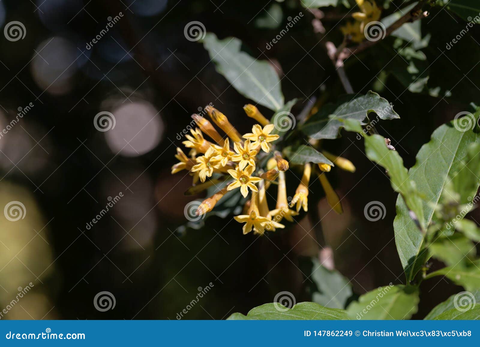 Green Cestrum, Cestrum Parqui Stock Image - Image of freshness, fresh ...