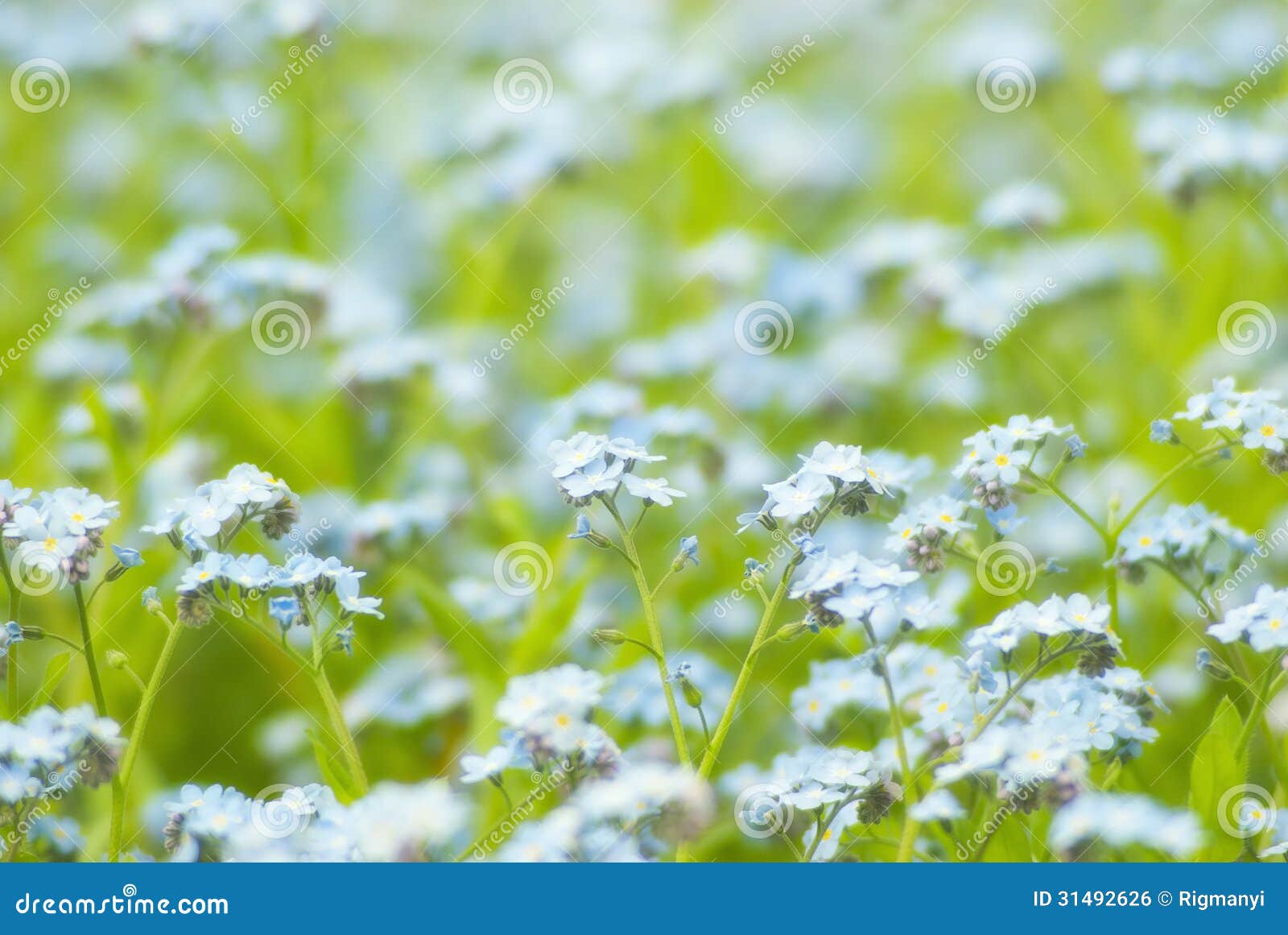 Flowers on green field stock photo. Image of small, flowers - 31492626