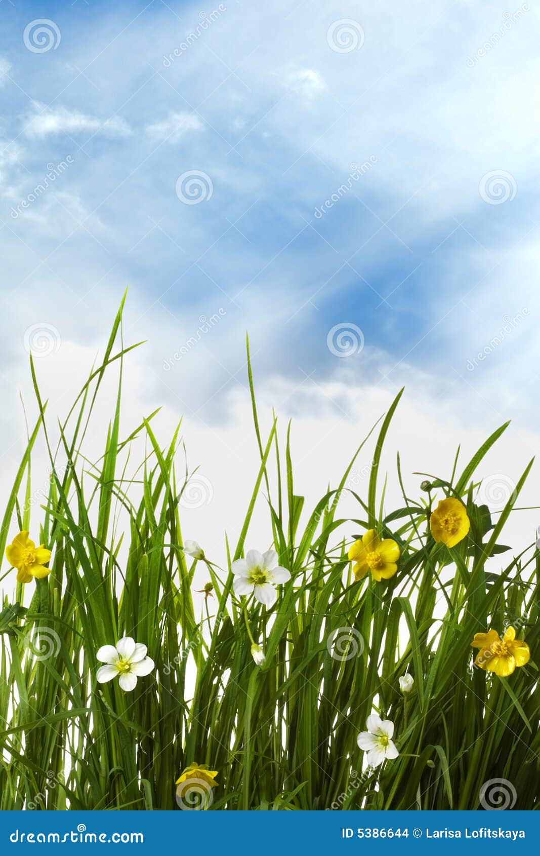 Flowers in a green grass stock photo. Image of spring - 5386644