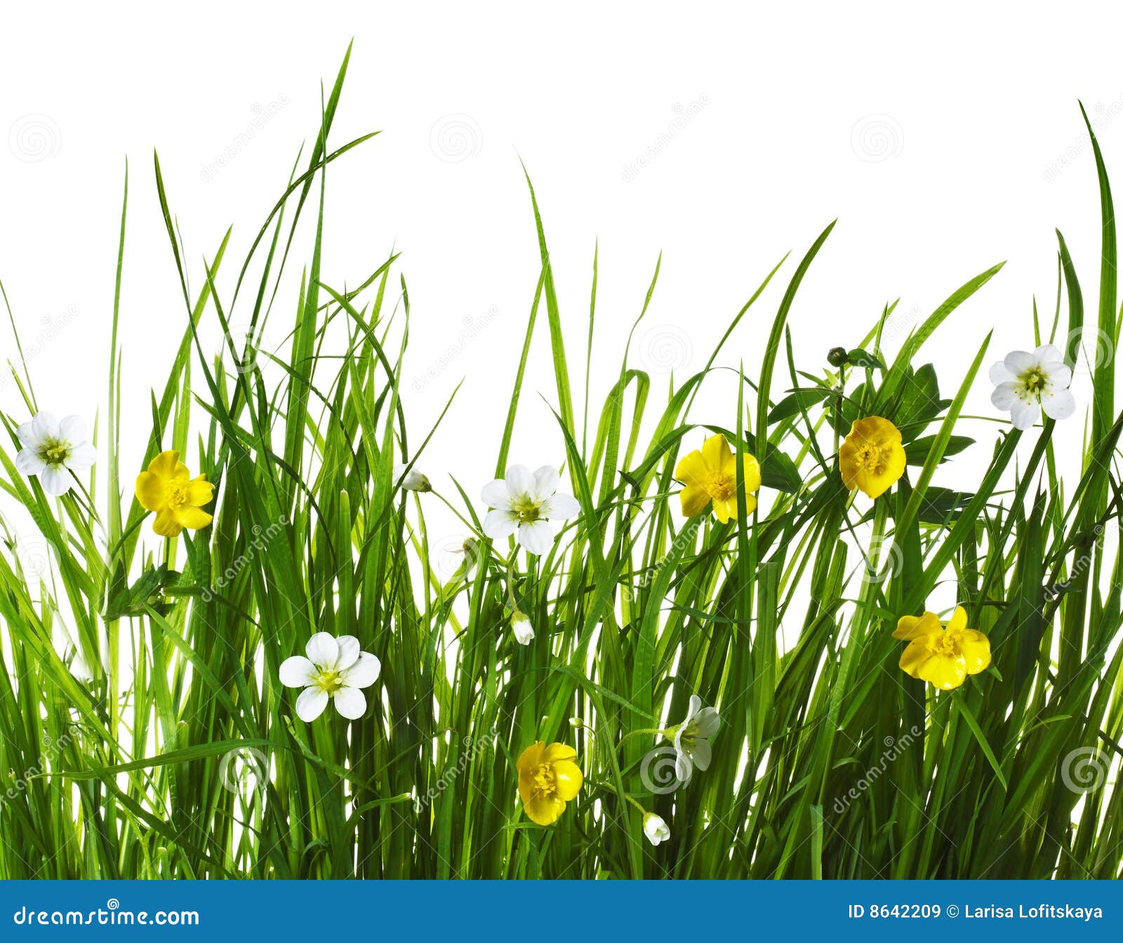 Flowers in green grass stock image. Image of flower, blossom - 8642209