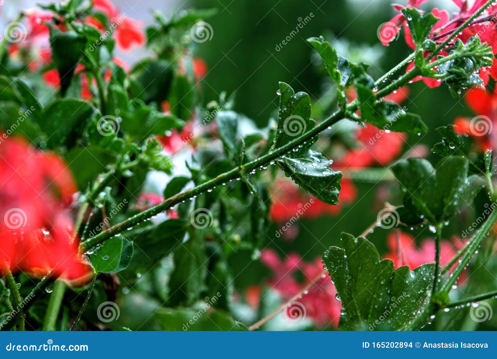 Flowers Green Grass Dope Plants Stock Photo - Image of plants, grass ...