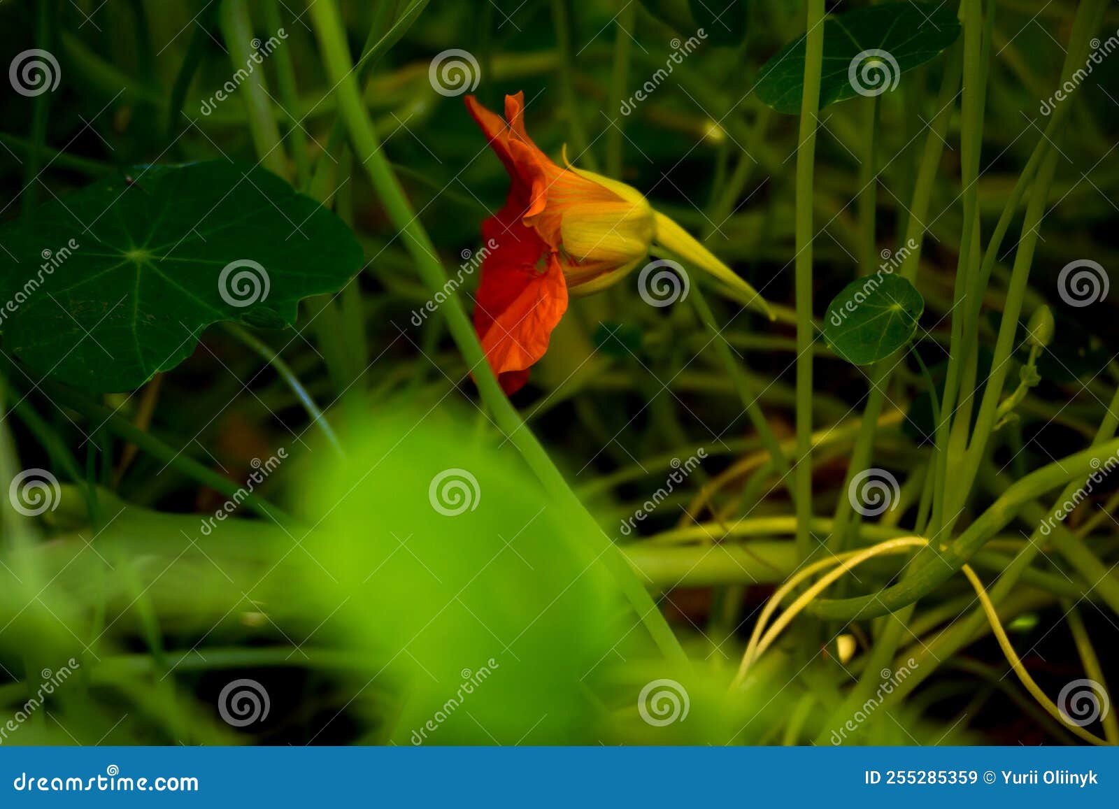 Flowers with Green Large Leaves Texture Stock Image - Image of ...
