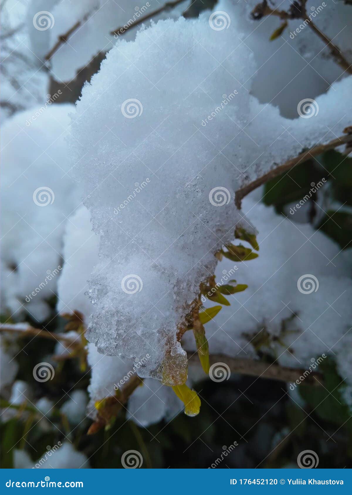 Flowers and Green Leaves on an Tree Branch in Spring Under Snow Stock ...