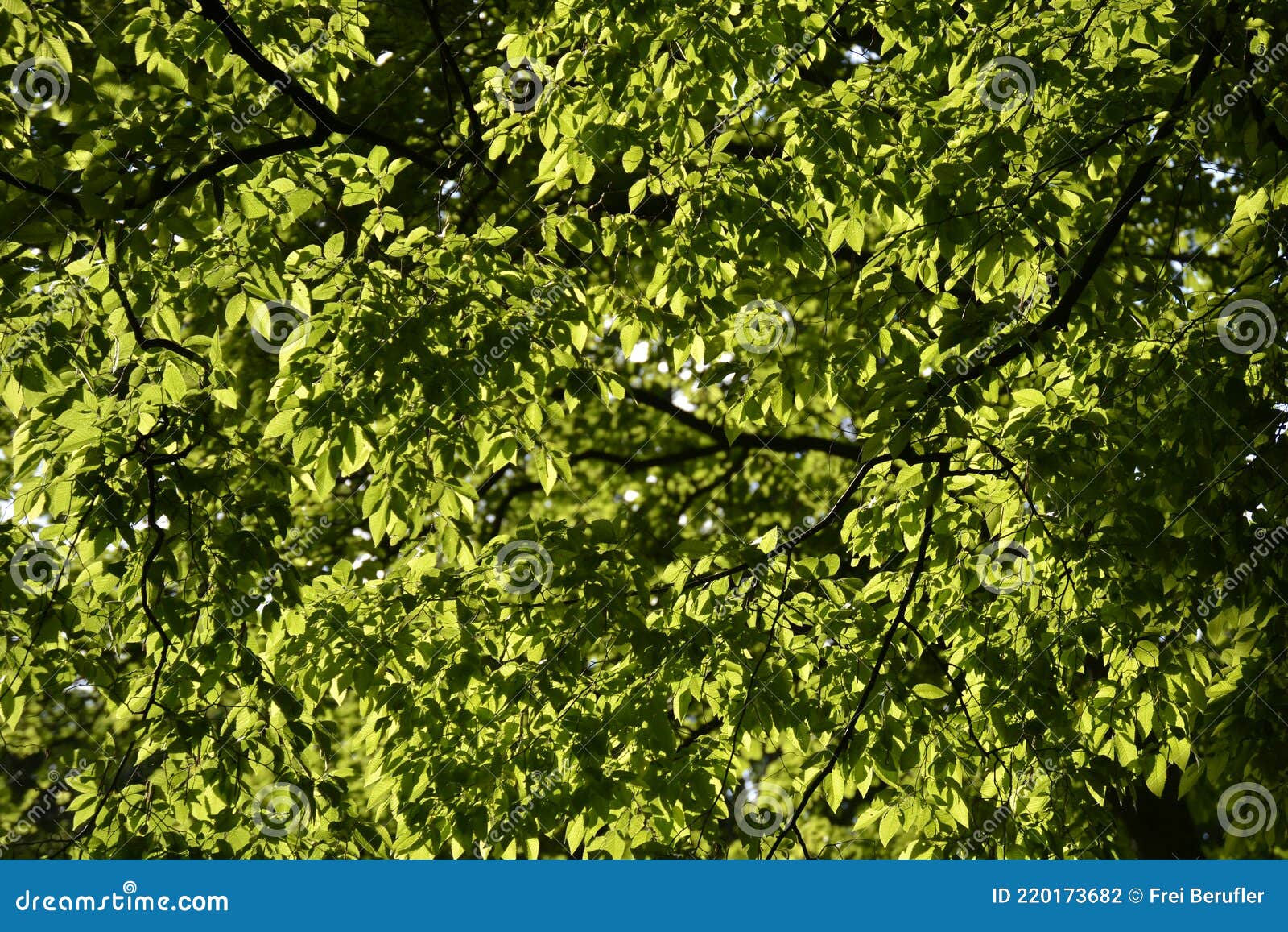 Flowers and Greenery with a Very Nice Ambience on a Sunny Day with ...