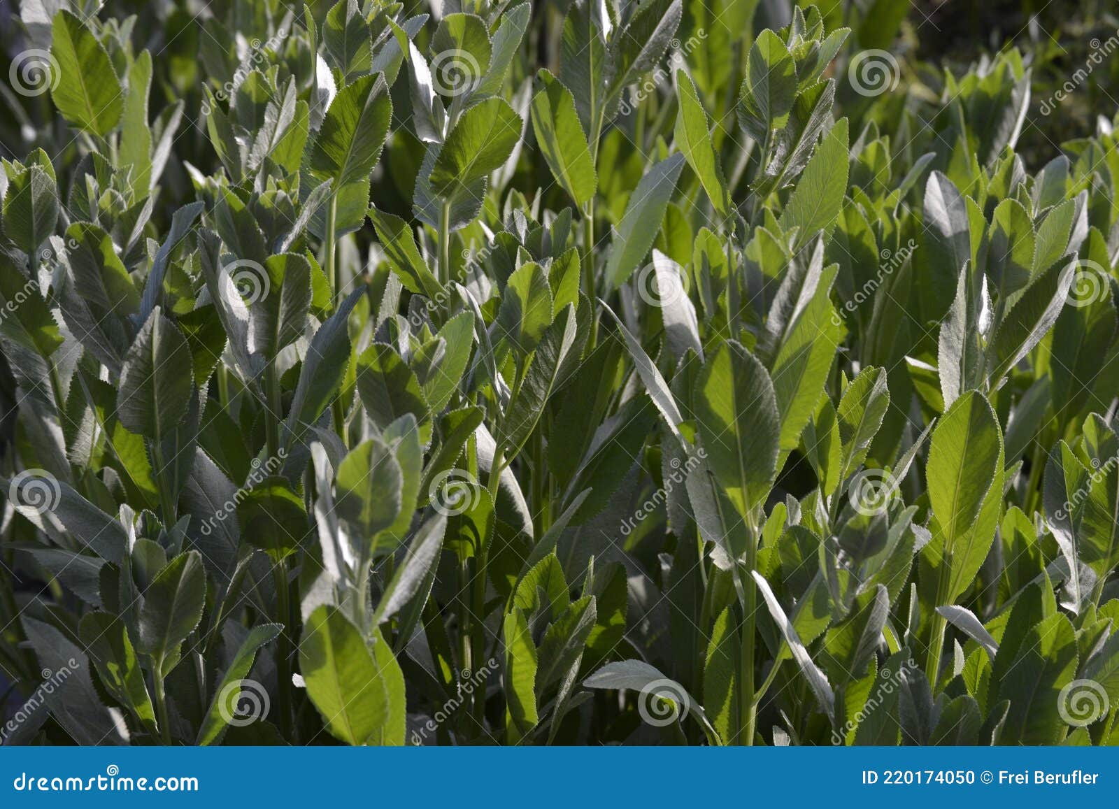 Flowers and Greenery with a Very Nice Ambience on a Sunny Day with ...
