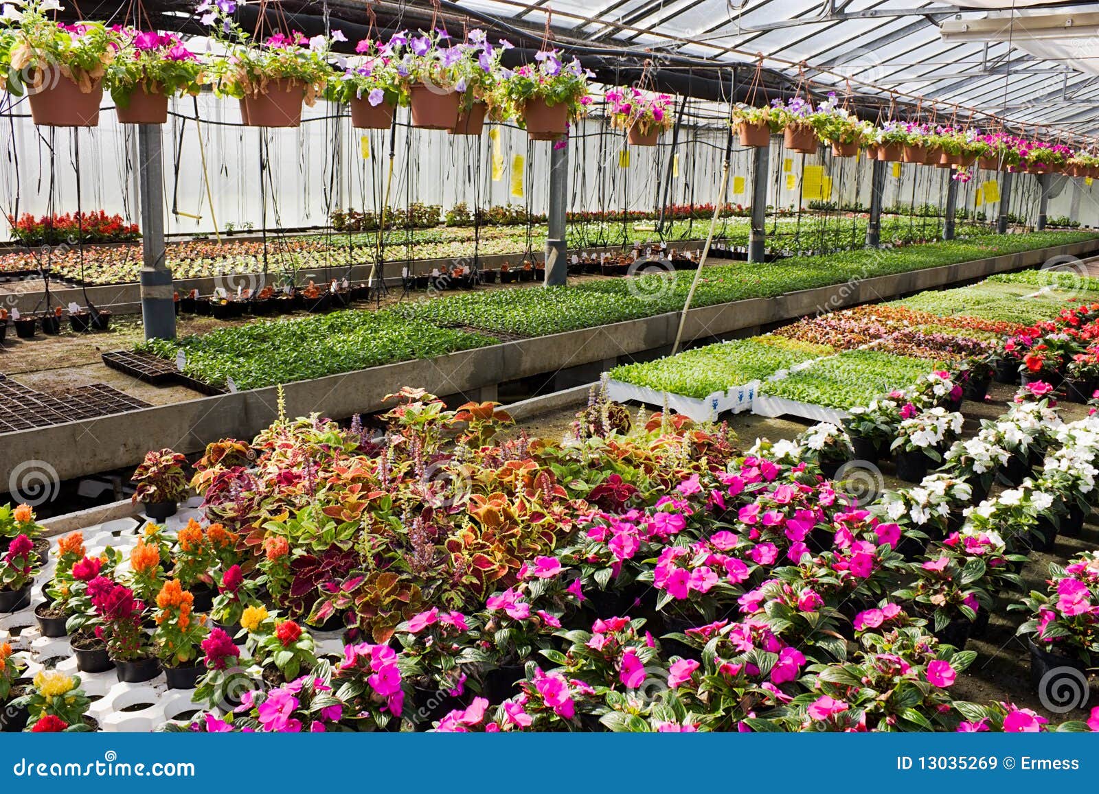 Flowers in greenhouse stock image. Image of indoor, cultivation - 13035269