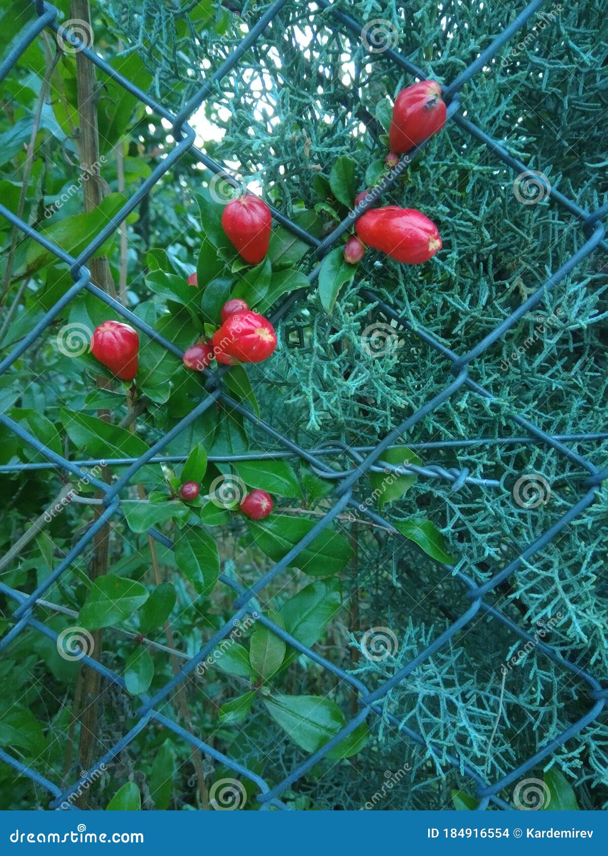 Flowers and Greens in Red Behind the Strings Stock Photo - Image of ...