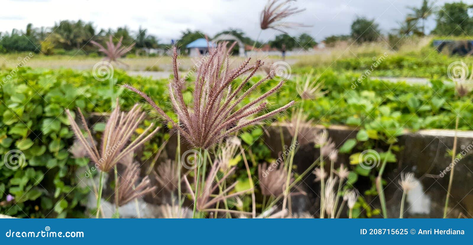 Flowers of gress stock image. Image of produce, grass - 208715625