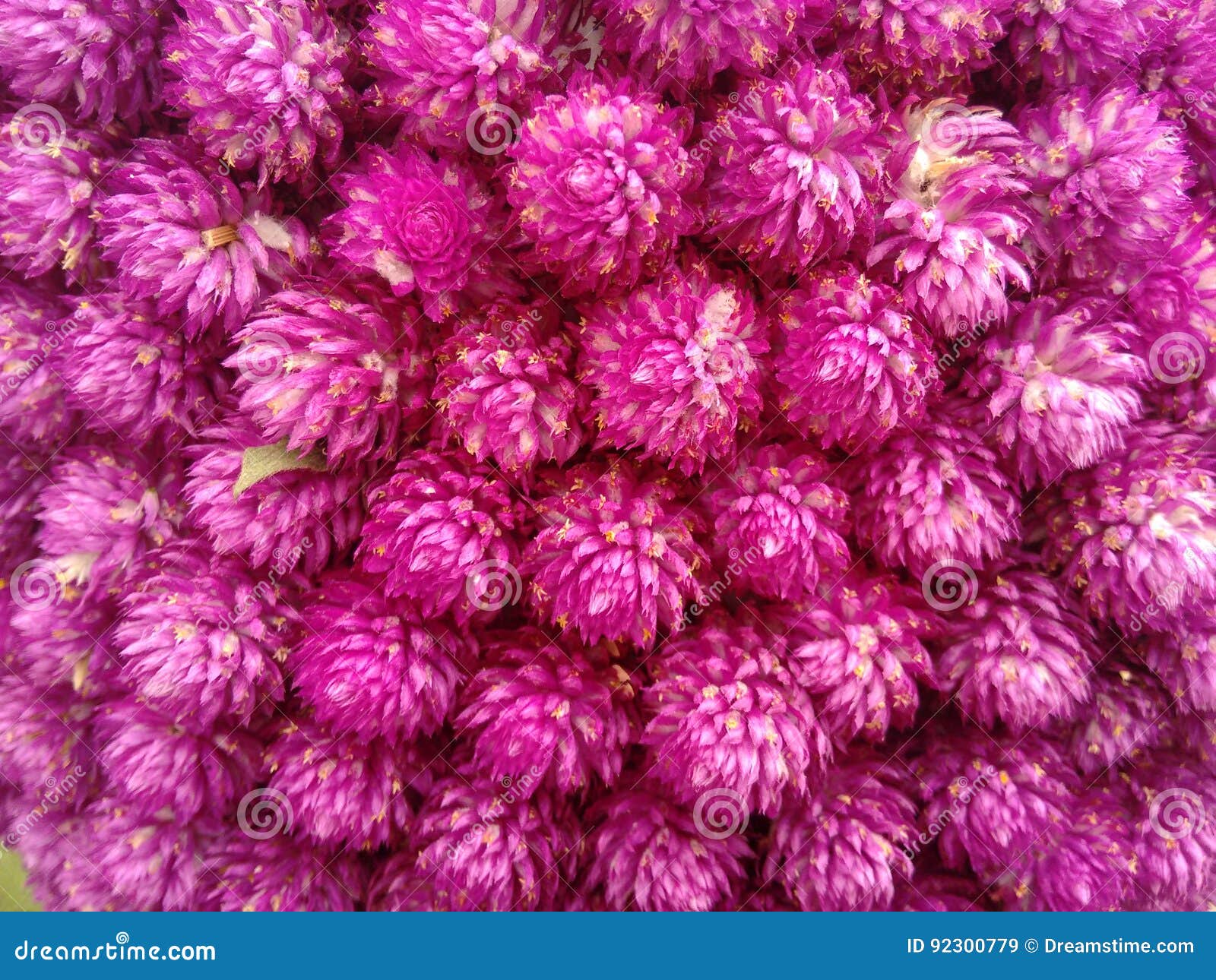 Flowers grid stock image. Image of purple, flora, nature - 92300779