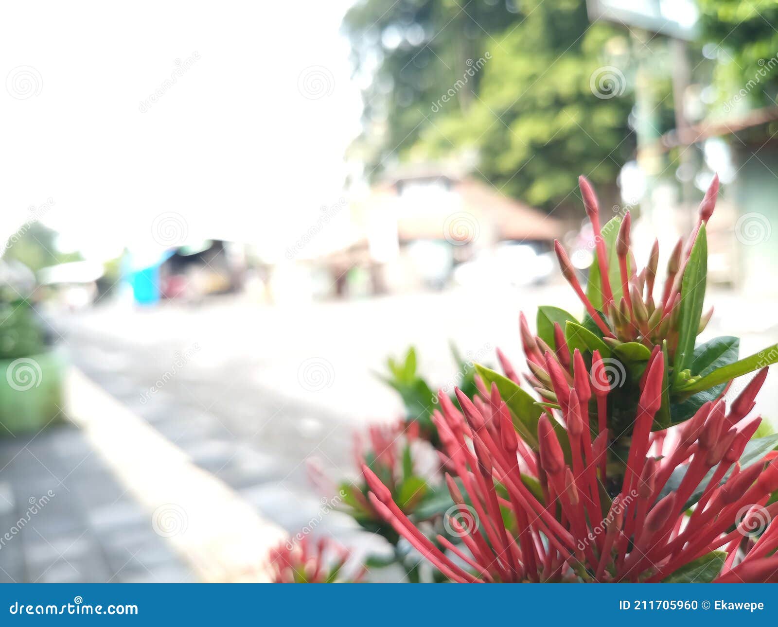 Flowers that Grow on the Side of the Road Stock Photo - Image of ...