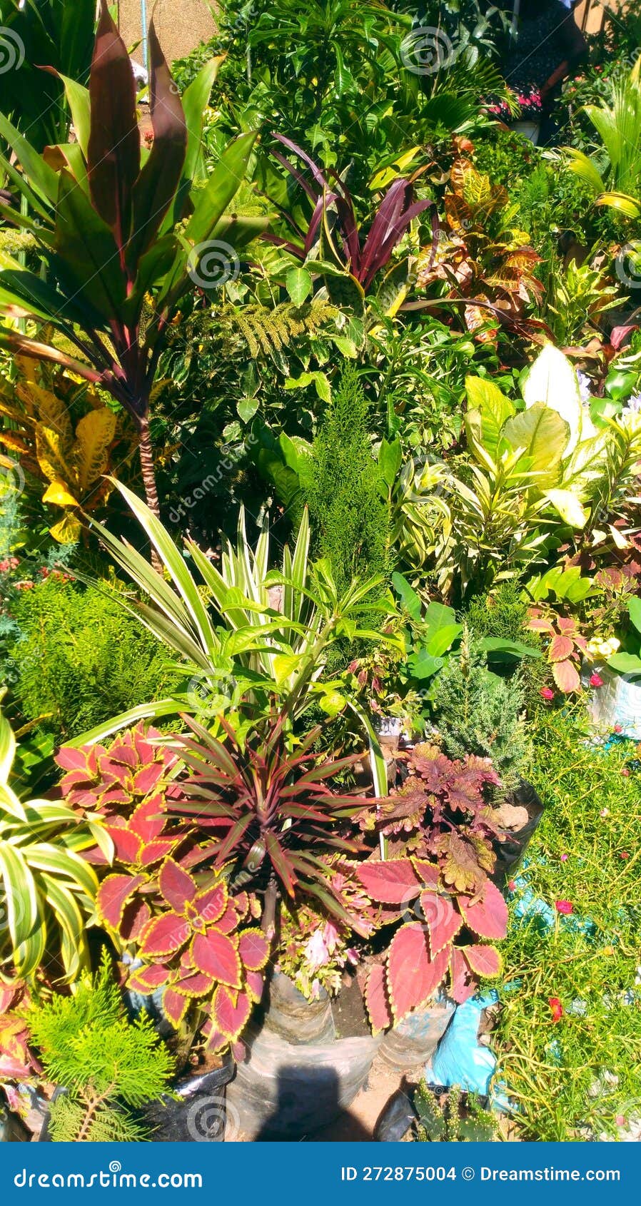 Flowers growing in a field stock photo. Image of landscape - 272875004