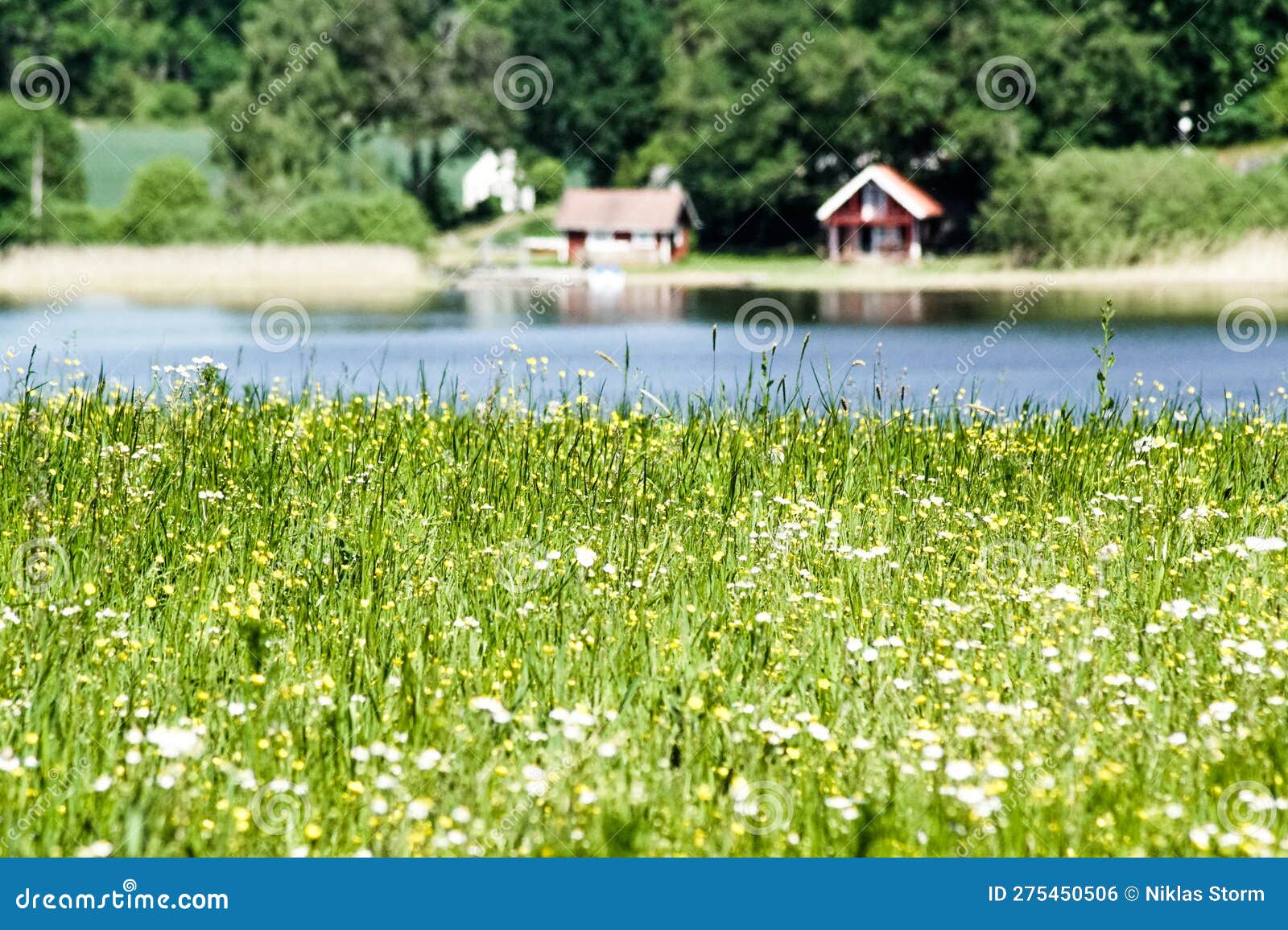 Flowers Growing on Field in Front of a Lake Stock Photo - Image of ...