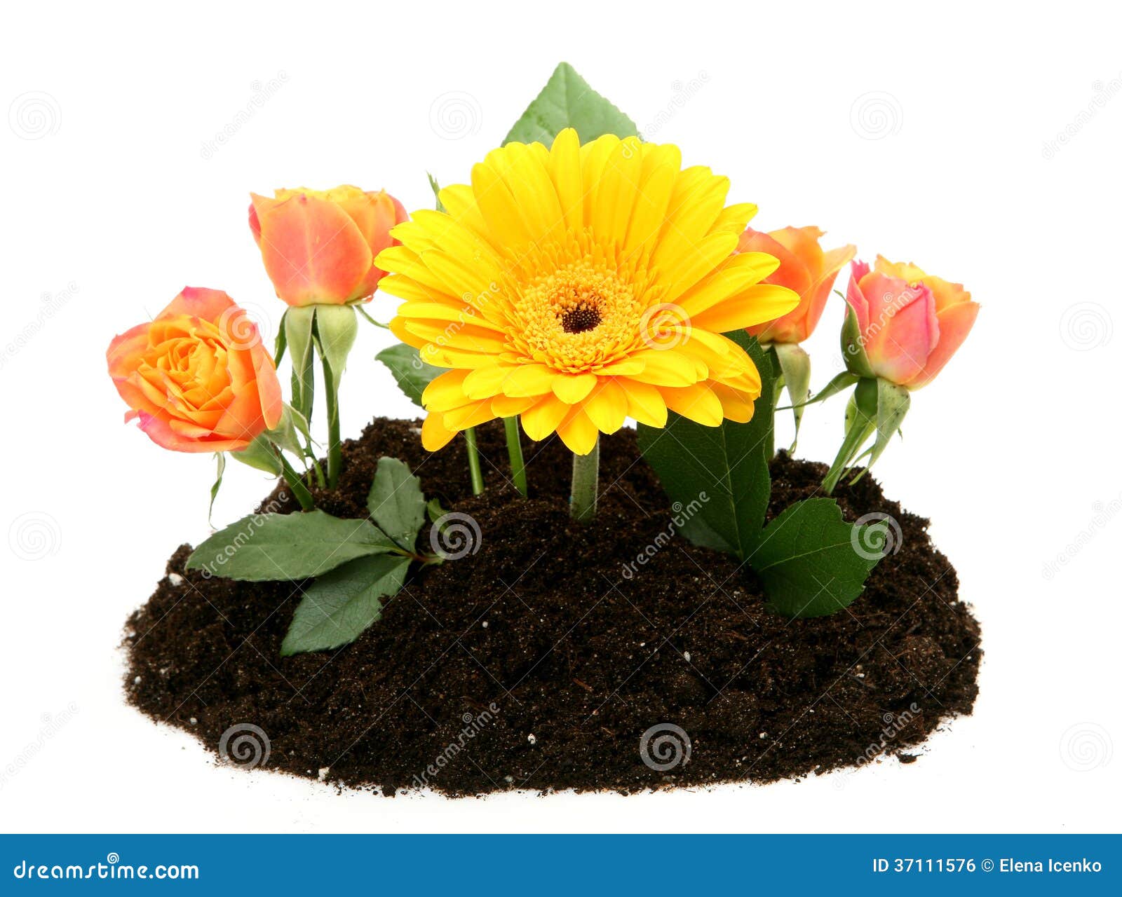 Flowers Growing from the Ground Stock Photo - Image of object ...