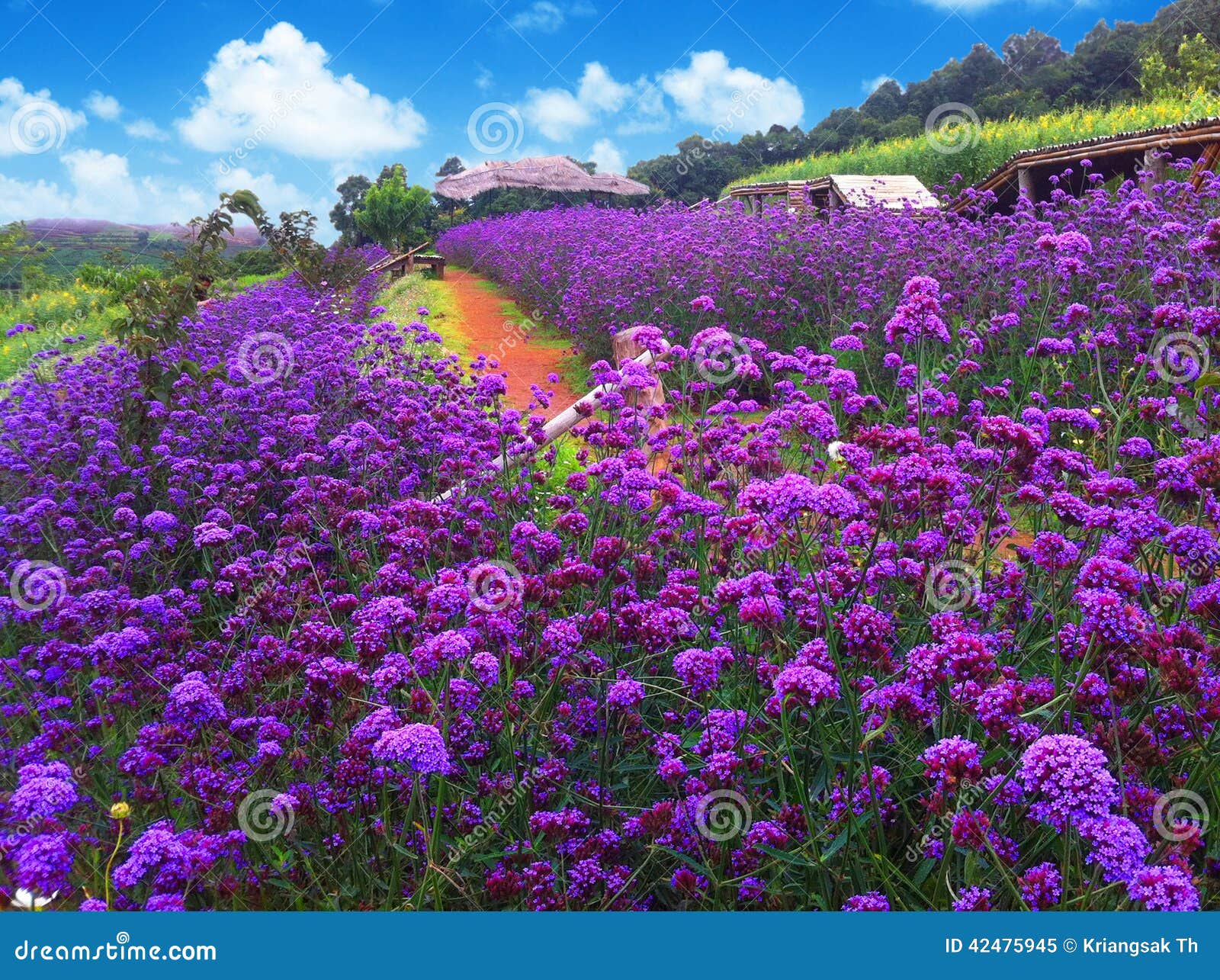 Flowers Growing on the Mountain Stock Image - Image of midst, flowers ...