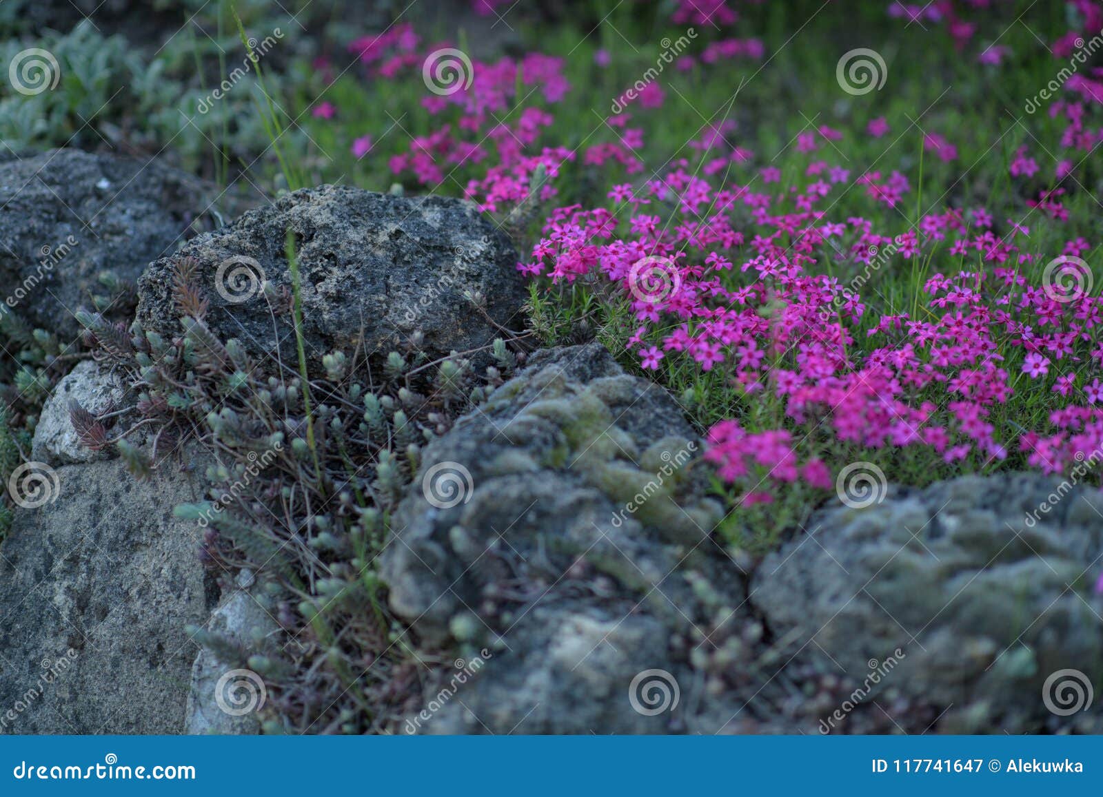 Flowers Growing in Mountain Rocks Stock Image - Image of bright ...