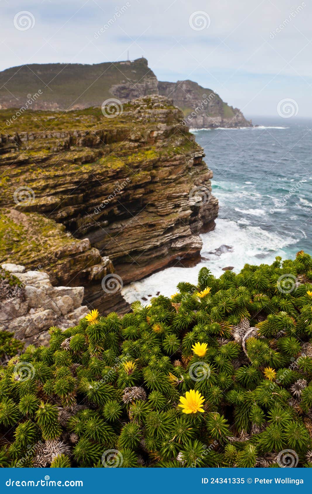 Flowers Growing on the Rocks Stock Image - Image of panorama, edge ...