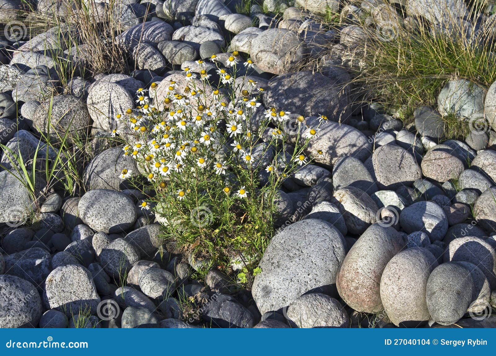Flowers Growing on the Rocks. Stock Photo - Image of chamomile ...