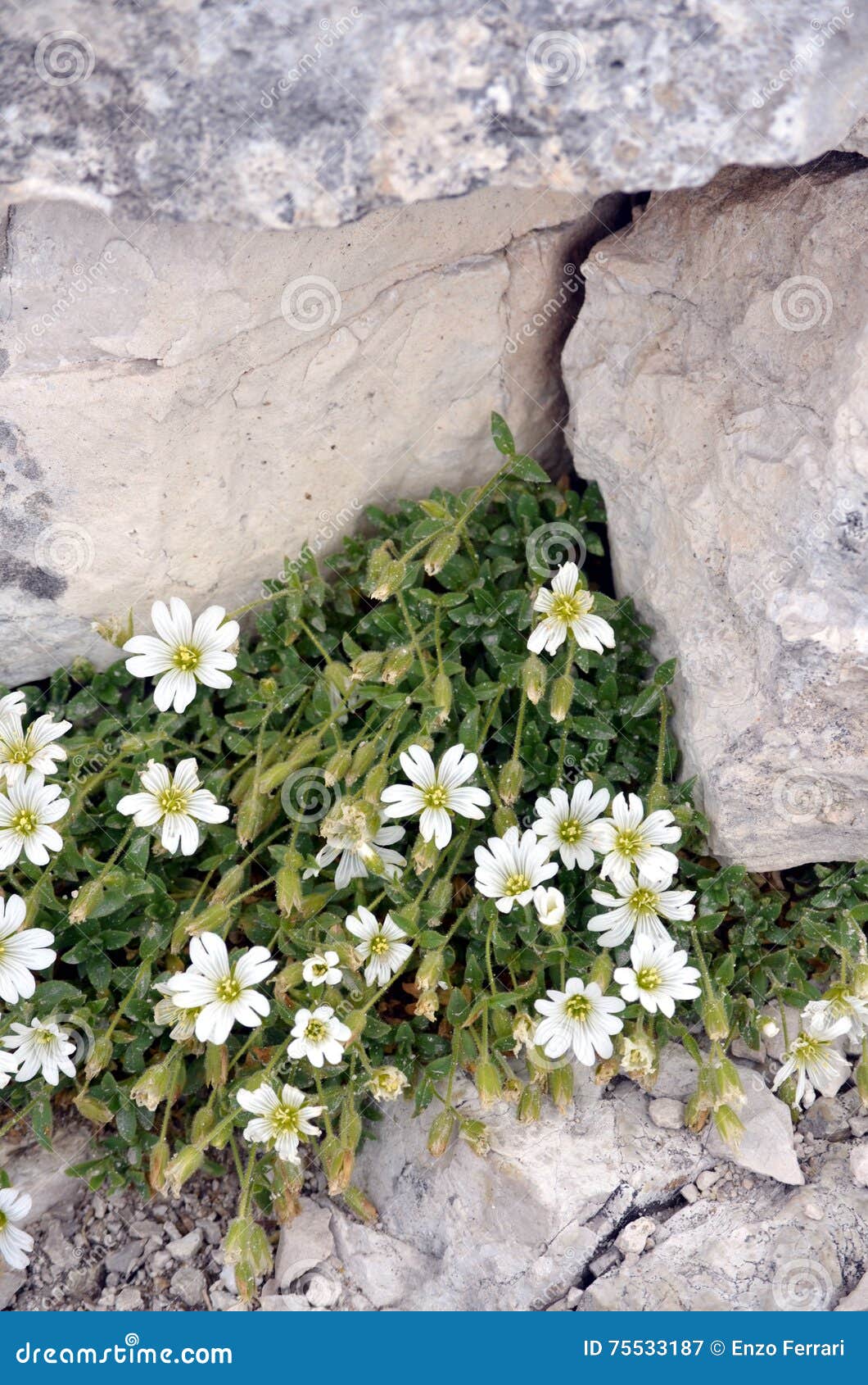 Flowers Growing among the Rocks Stock Image - Image of macro, rock ...