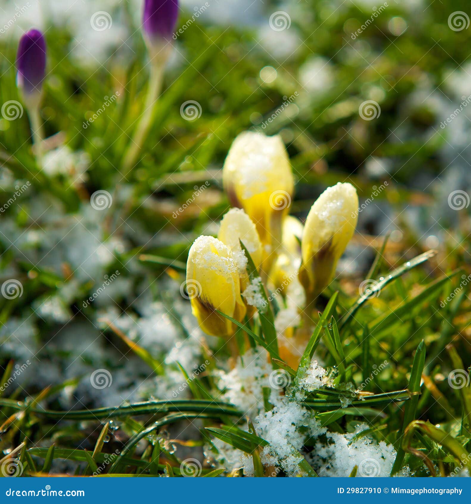 Spring Flowers Growing in Snow Stock Photo - Image of buds, awaking ...