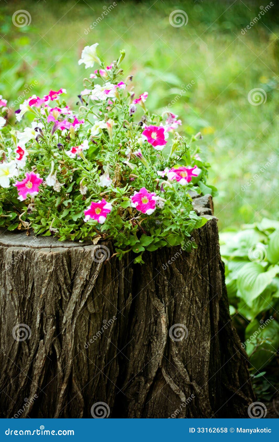 Flowers Growing on the Stump Stock Photo - Image of tree, growth: 33162658