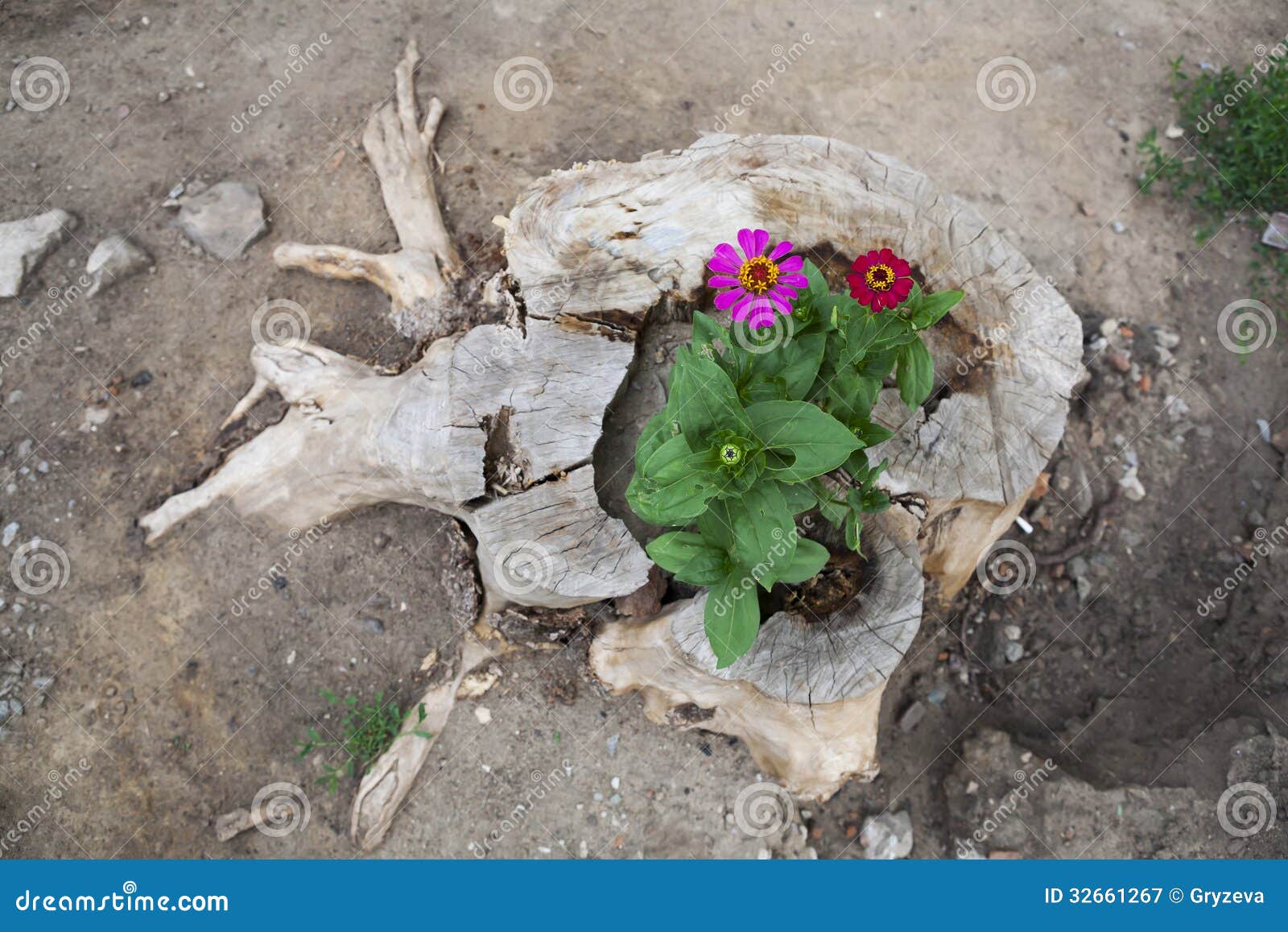 Flowers Growing in Tree Stump Stock Image - Image of petals, summer ...
