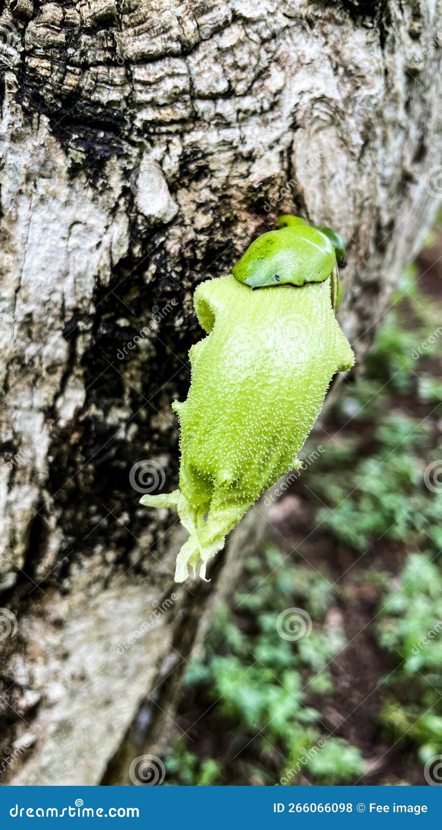 Flowers Growing on Tree Trunks Stock Photo - Image of growing, trunk ...