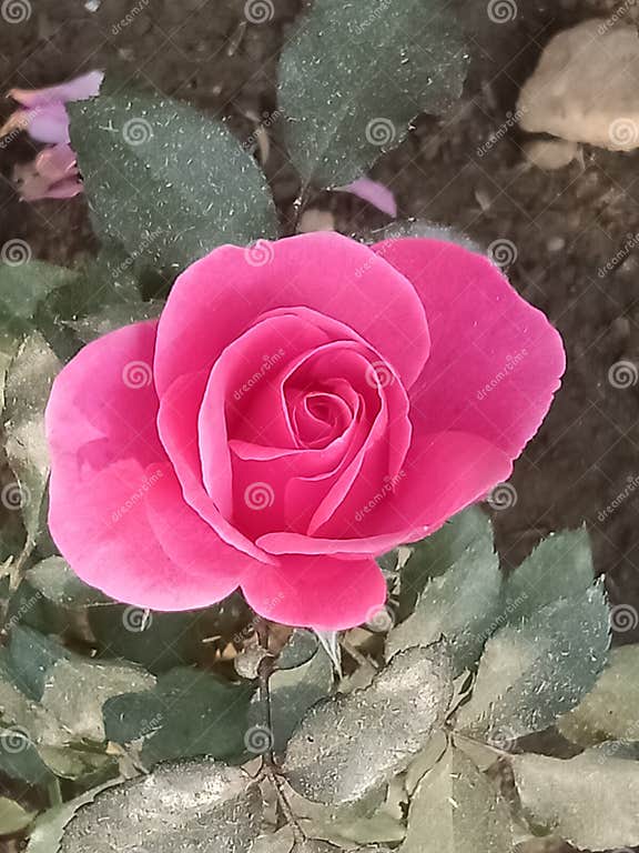 Flowers stock photo. Image of gulab, good, flowers, phool - 135383802