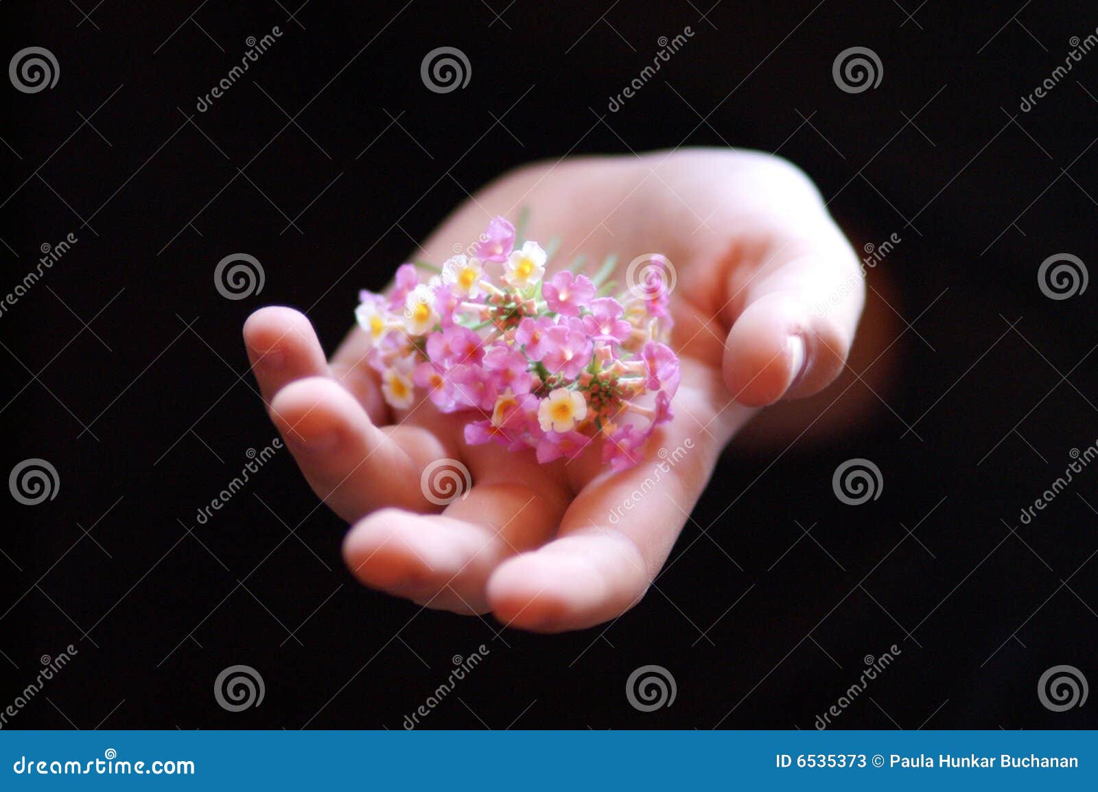 Flowers hand 2 stock image. Image of comforting, choice - 6535373
