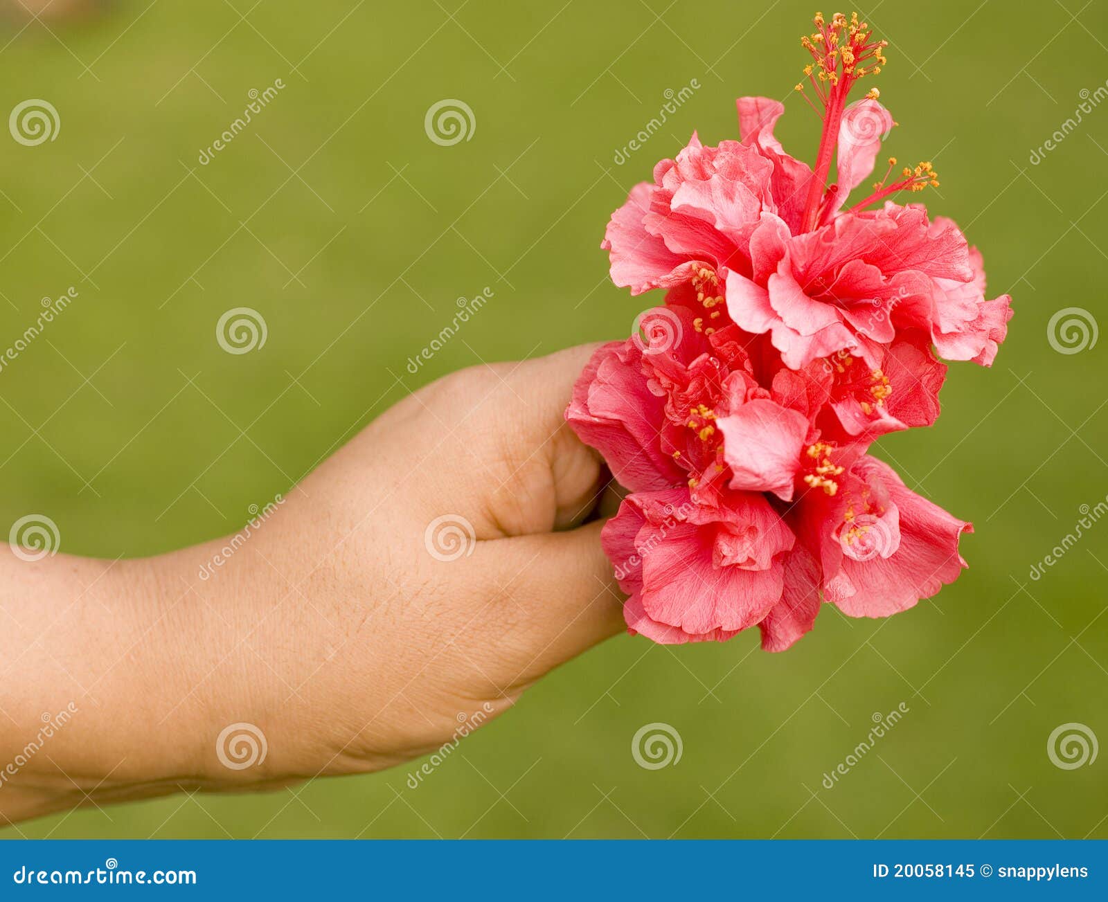 Flowers in a hand stock image. Image of nature, body - 20058145