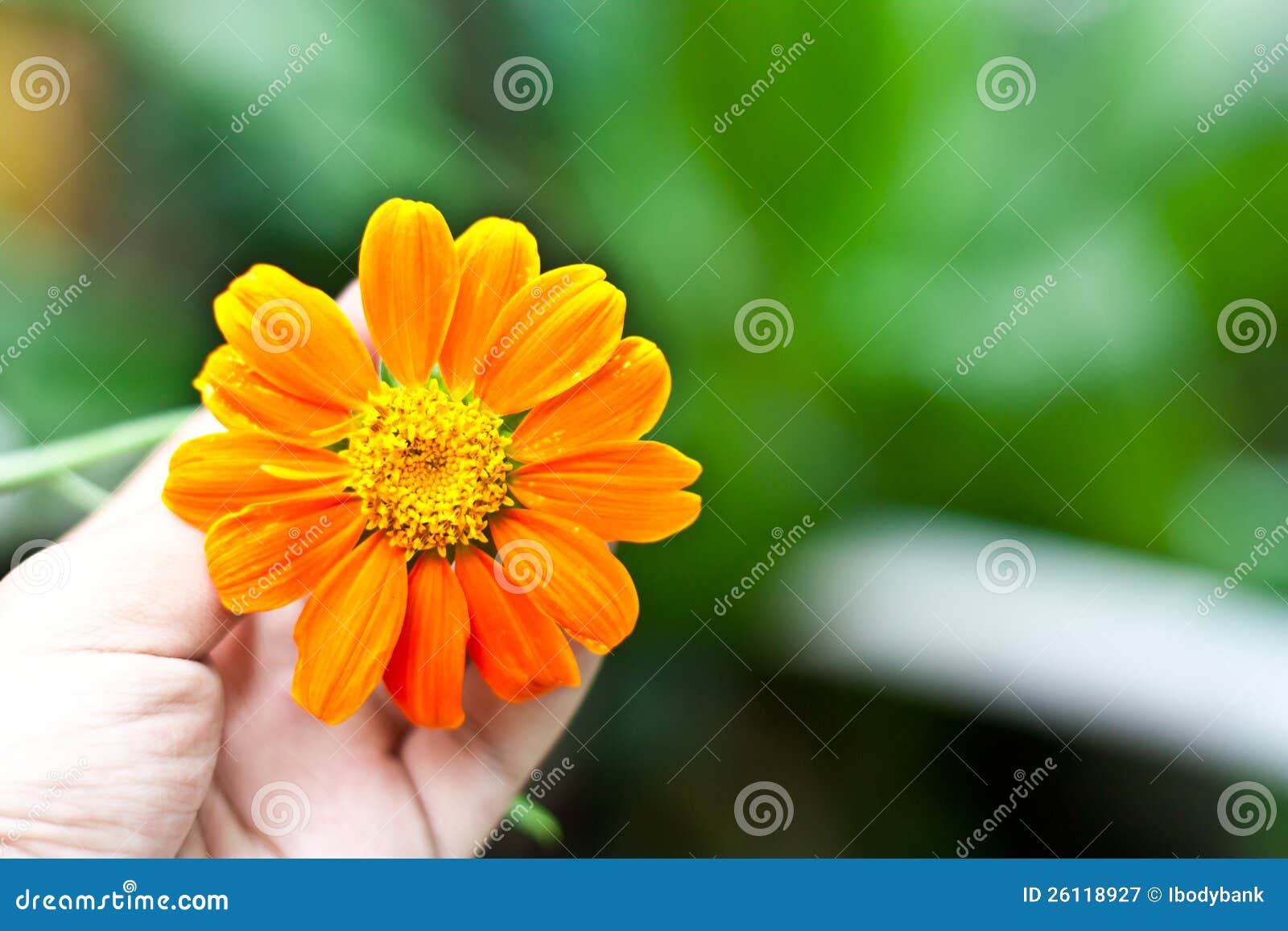 Flowers in hand stock image. Image of flowers, nature - 26118927