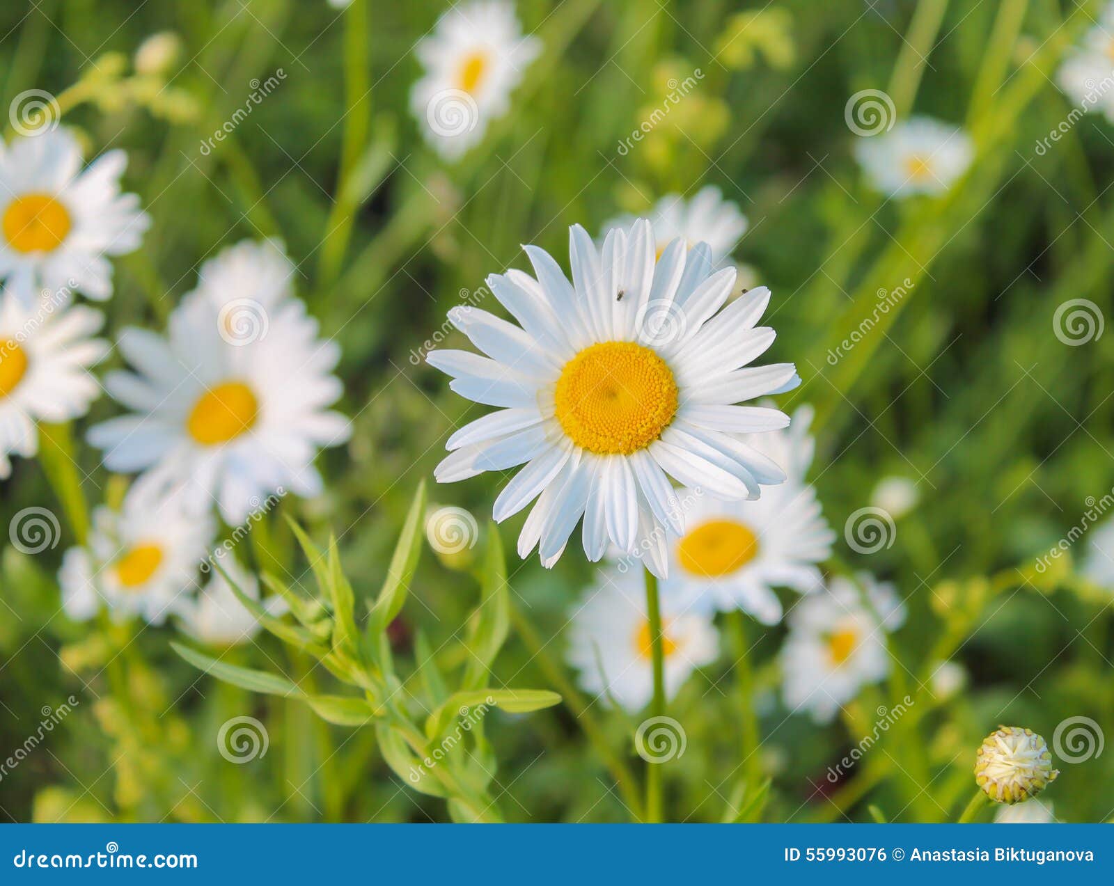 Flowers is always Happiness Stock Photo - Image of mother, color: 55993076