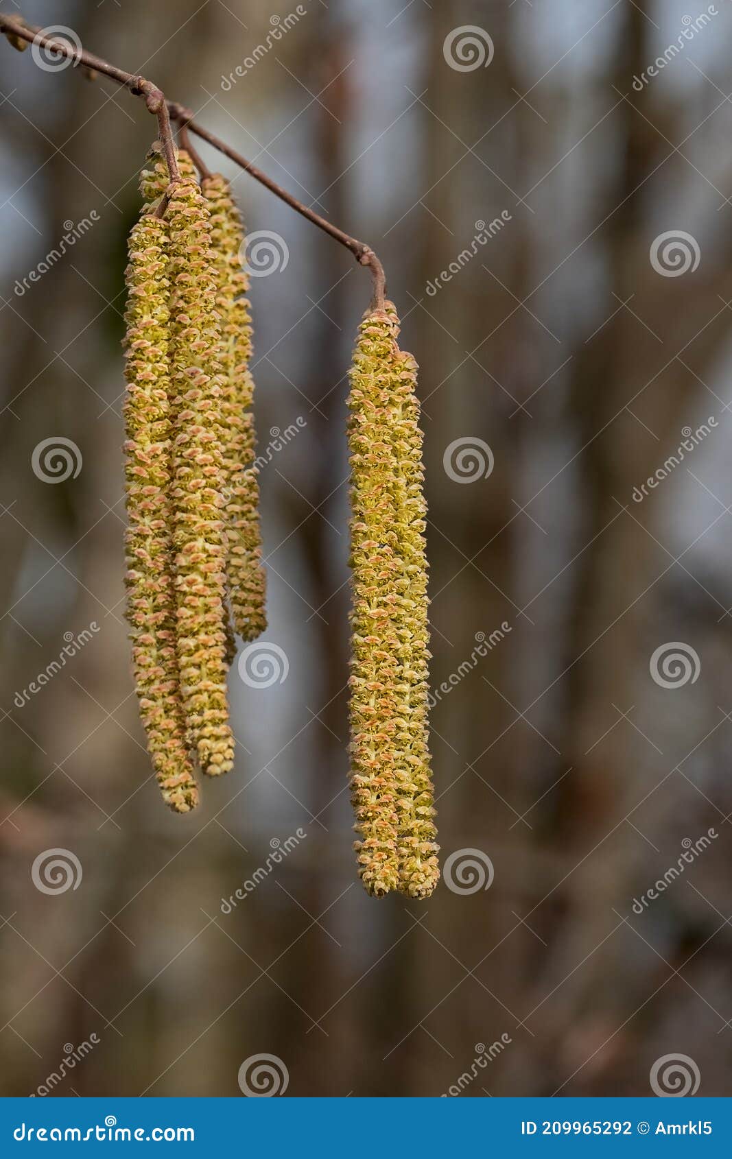 Flowers of a hazelnut bush stock photo. Image of closeup - 209965292