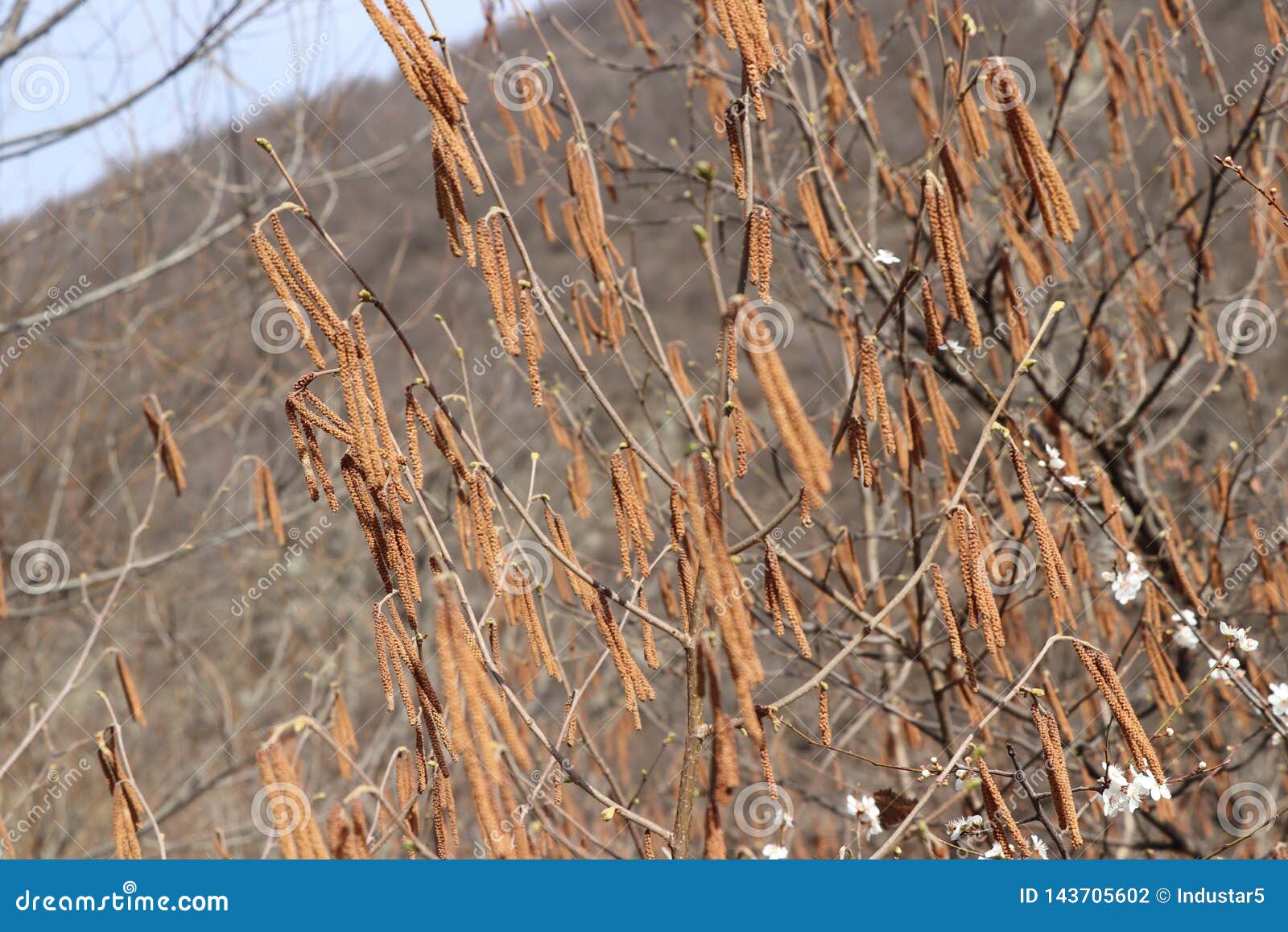 The Flowers of the Hazelnut Tree in the Spring, Flowers Walnut Tree in ...
