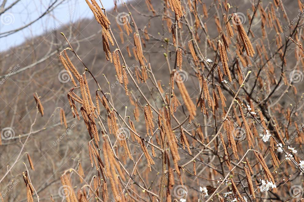 The Flowers of the Hazelnut Tree in the Spring, Flowers Walnut Tree in ...