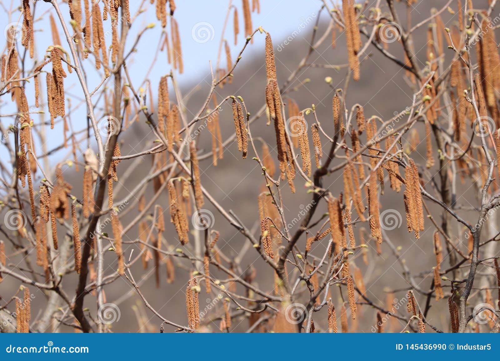 The Flowers of the Hazelnut Tree in the Spring, Flowers Walnut Tree in ...
