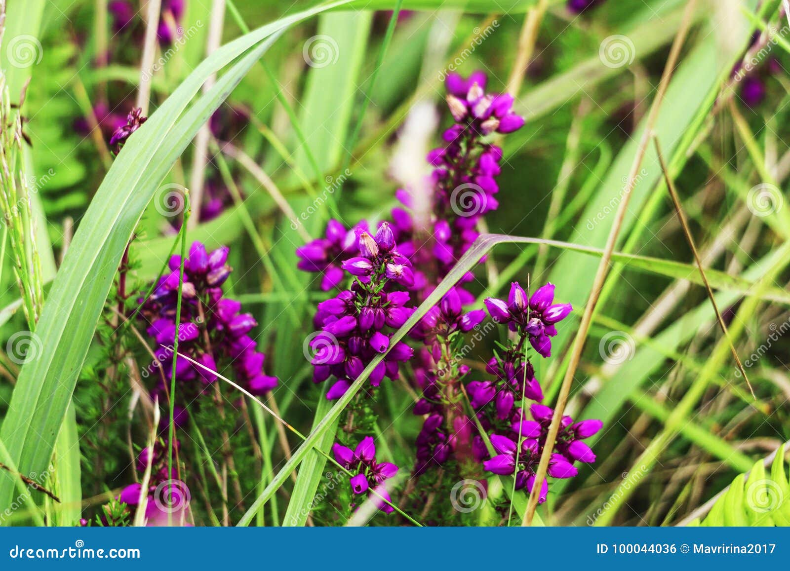 Flowers of Heather in Grass Stock Photo - Image of close, grass: 100044036