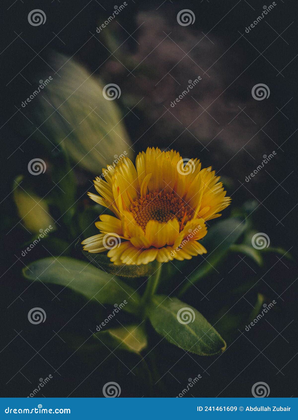 Closeup Shot of Beautiful Yellow Flower Stock Image - Image of yellow ...