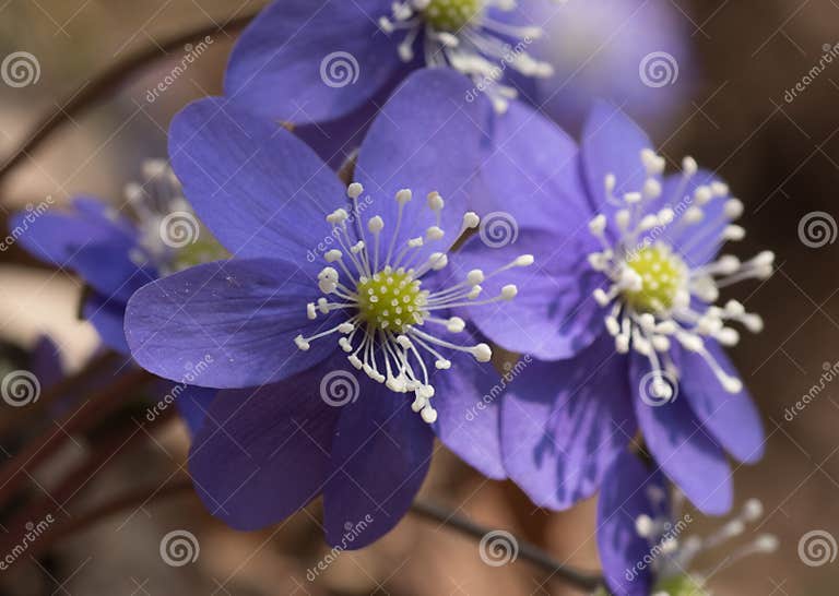 Flowers hepatica. stock image. Image of symbol, snowflakes - 89868399