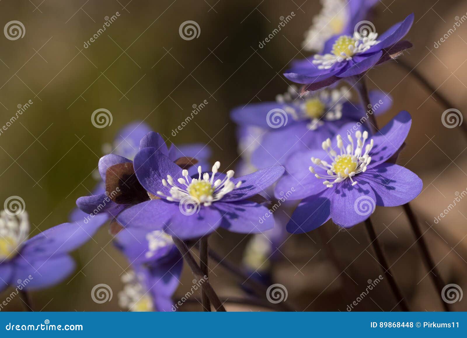 Flowers hepatica. stock photo. Image of decorative, hepatica - 89868448