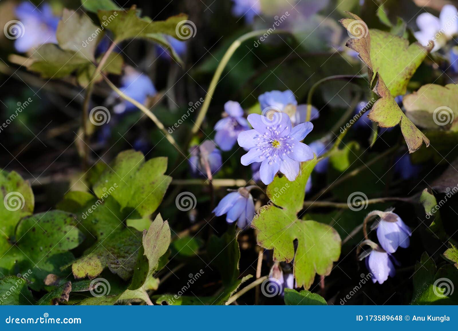 Flowers of Hepatica, Liverleaf Stock Photo - Image of estonia, morning ...