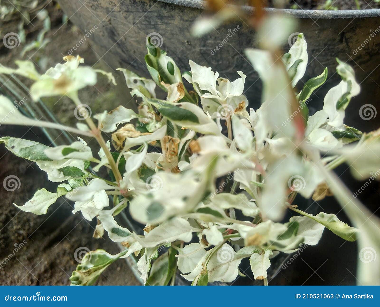 Flowers Hidden Leaves of Elegance Stock Image - Image of elegance ...