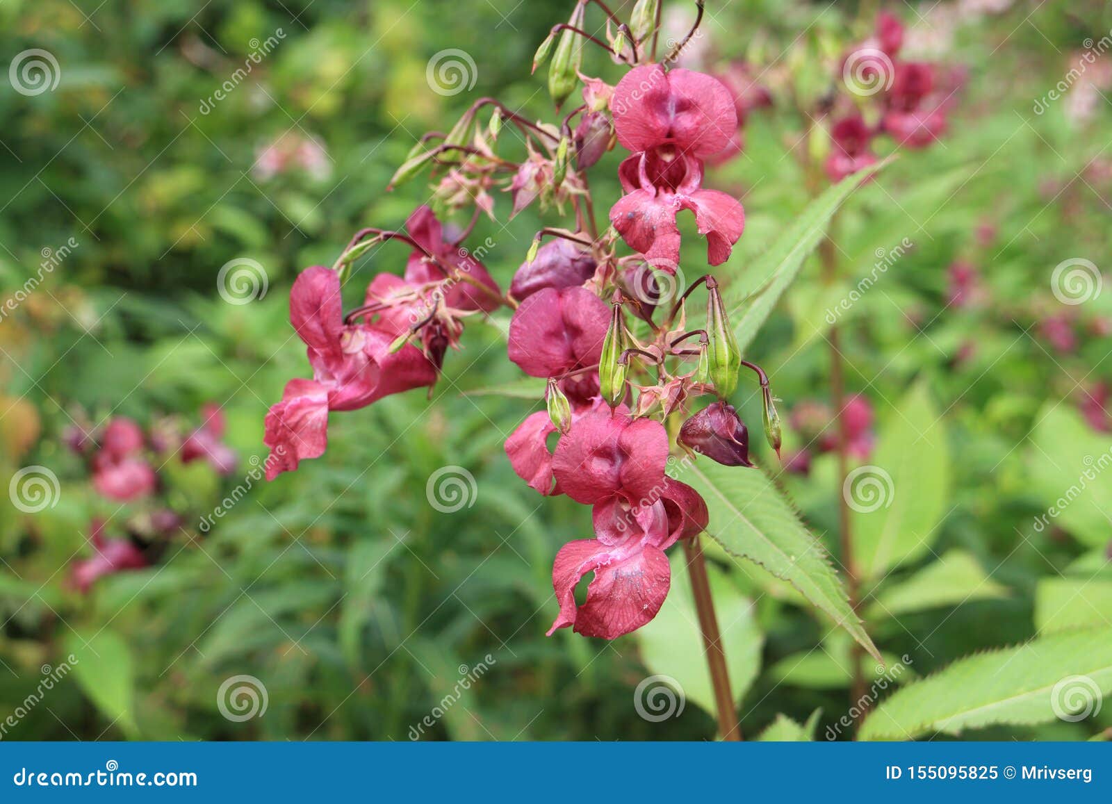 Flowers Himalayan balsam stock image. Image of blossom - 155095825