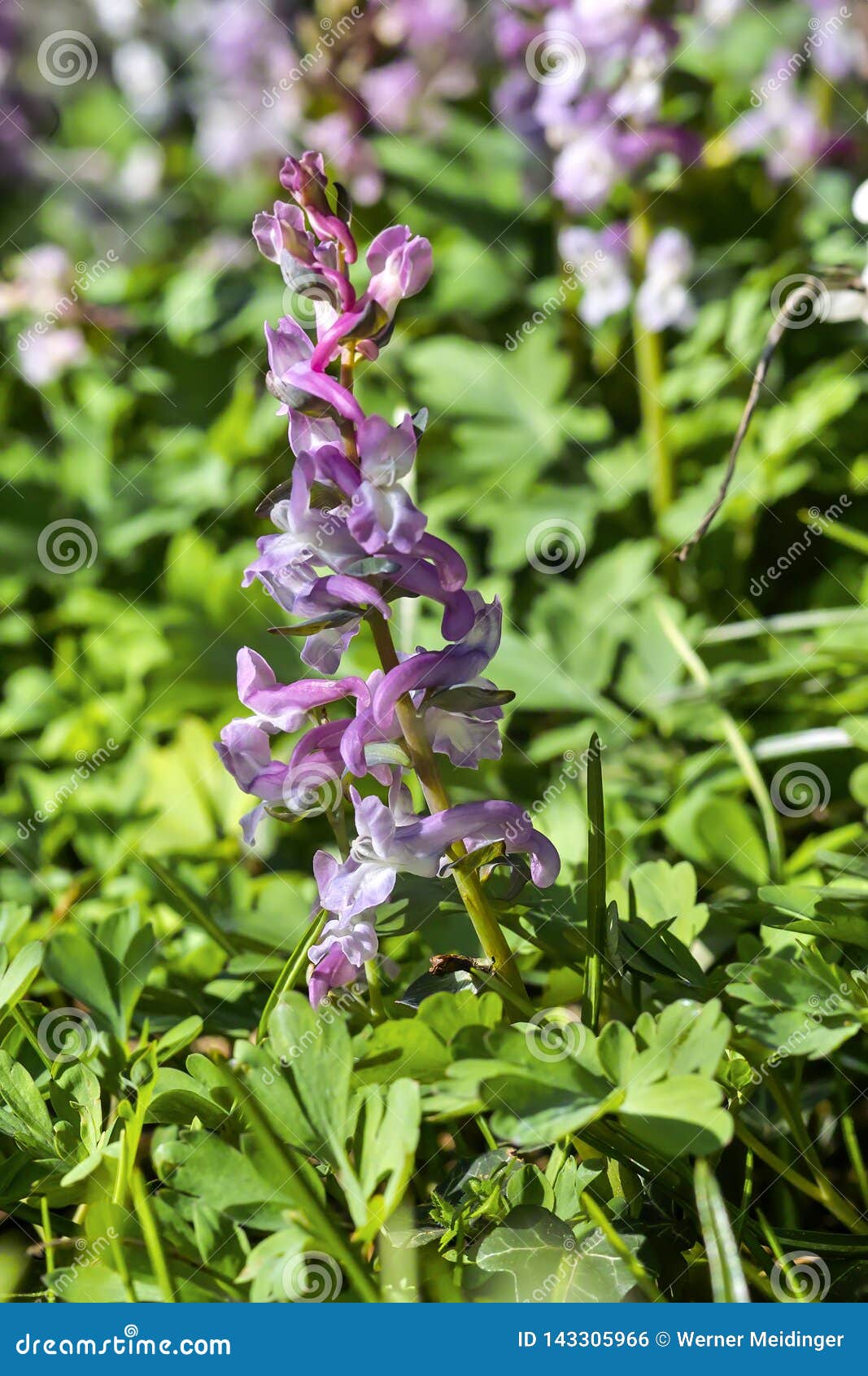 Flowers of the Hollowroot, Corydalis Cava, in Spring Stock Photo ...