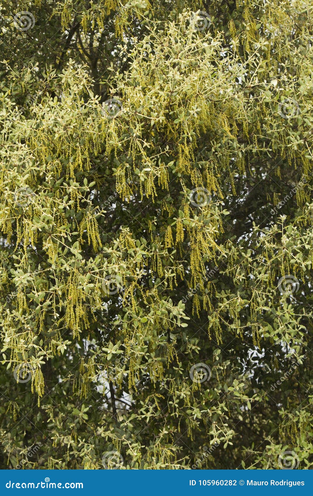 Flowers of Holm Oak (quercus Ilex) Tree Stock Photo - Image of bloom ...