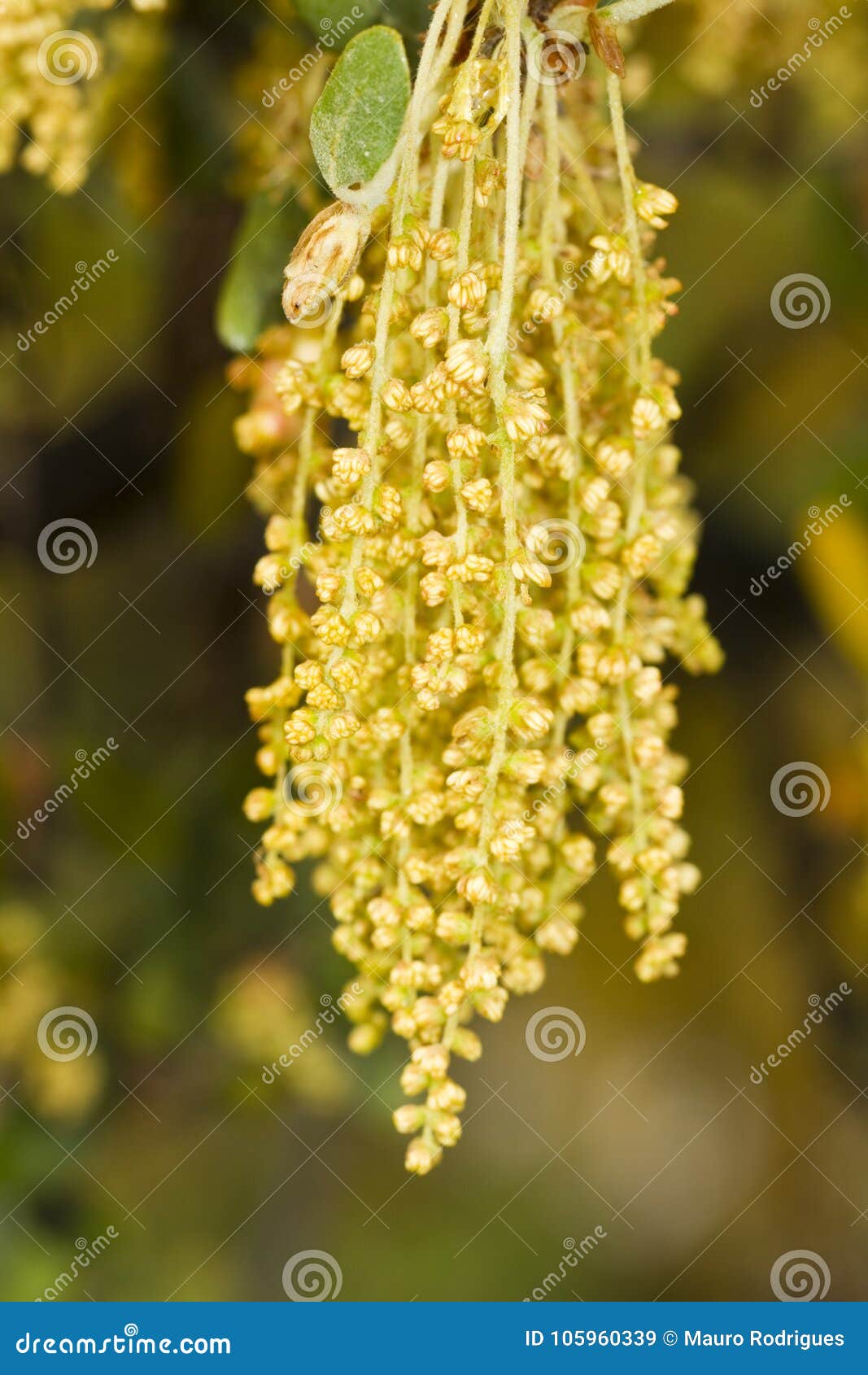 Holm Oak, Quercus Ilex Subsp. Rotundifolia Royalty-Free Stock Image ...