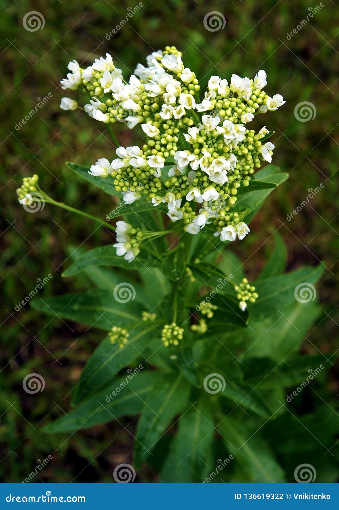 Flowers of the horseradish stock photo. Image of blossom - 136619322